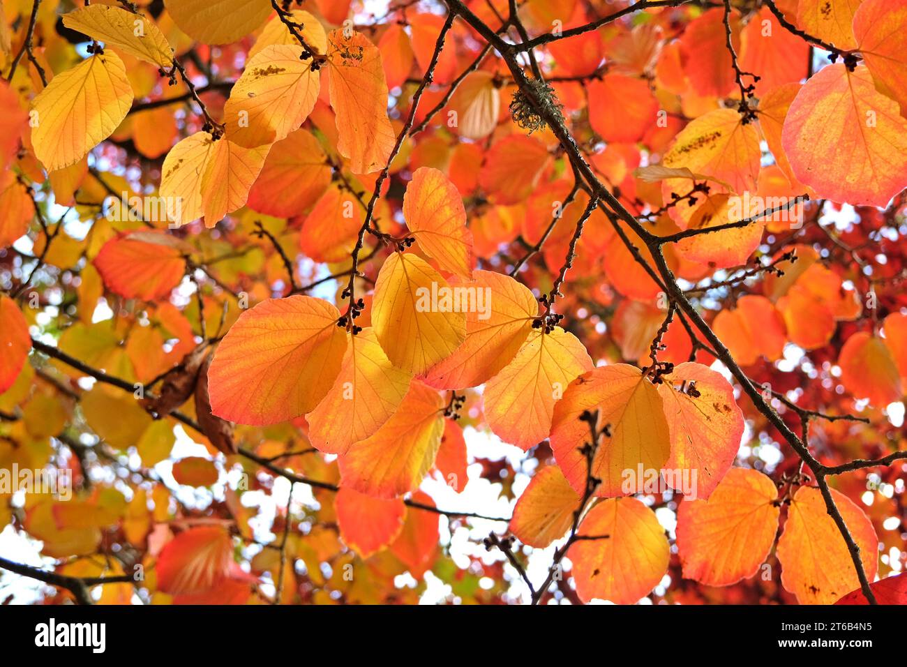 The Red And Orange Autumn Foliage Of Witch Hazel Hamamelis Intermedia Orange Peel During The