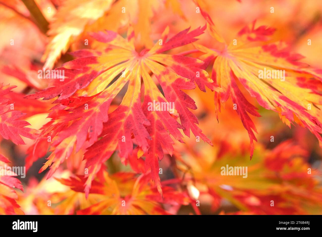 Red and orange fall leaves of the Acer japonicum 'AconitifoliumÕ, also ...