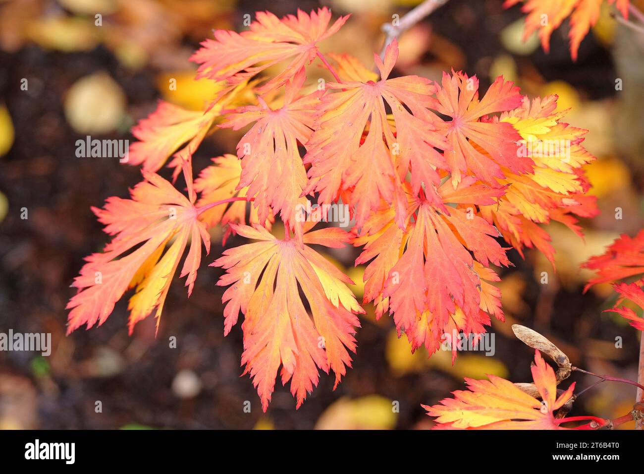 Red and orange fall leaves of the Acer japonicum 'AconitifoliumÕ, also ...