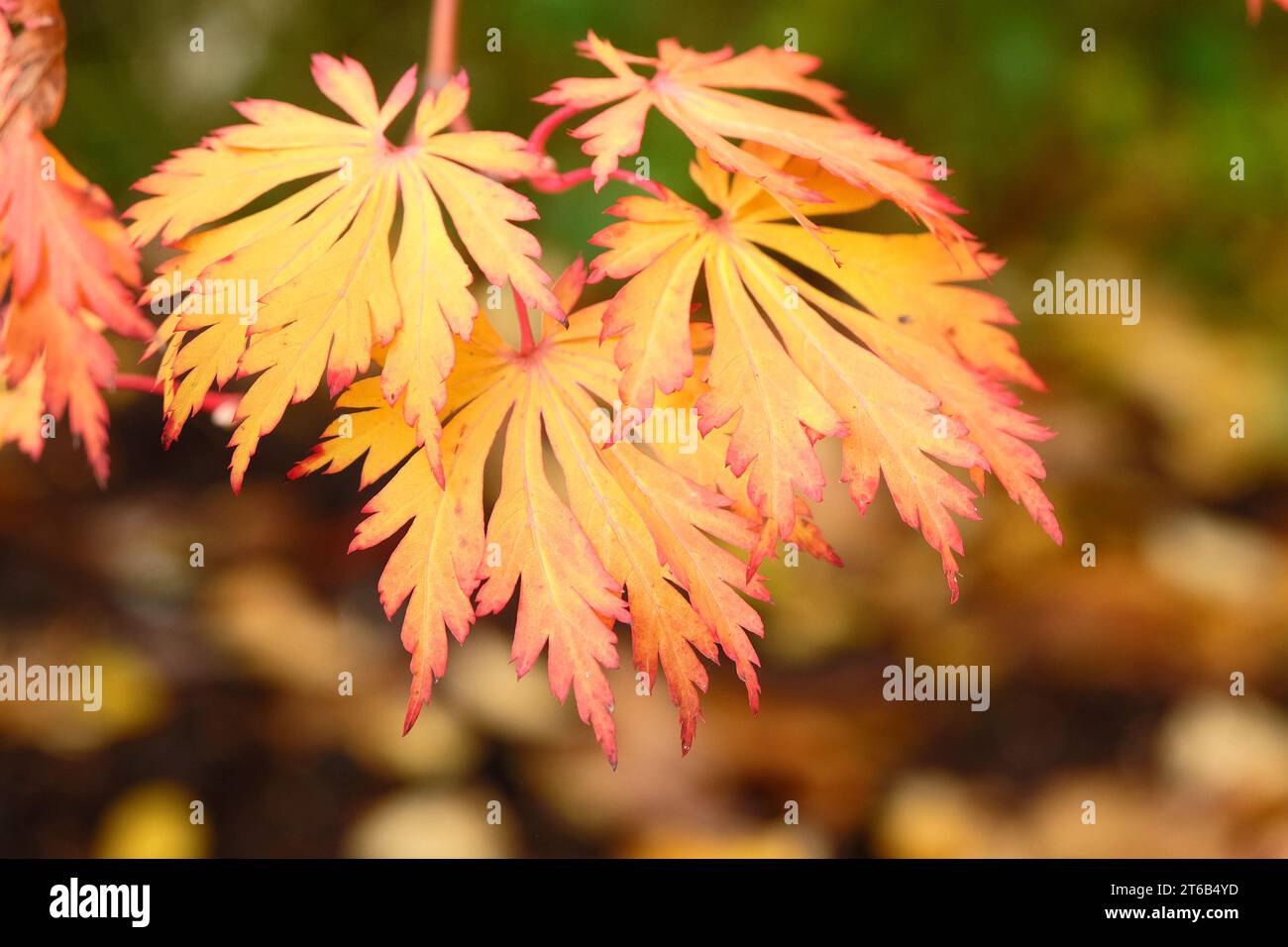 Red and orange fall leaves of the Acer japonicum 'AconitifoliumÕ, also ...
