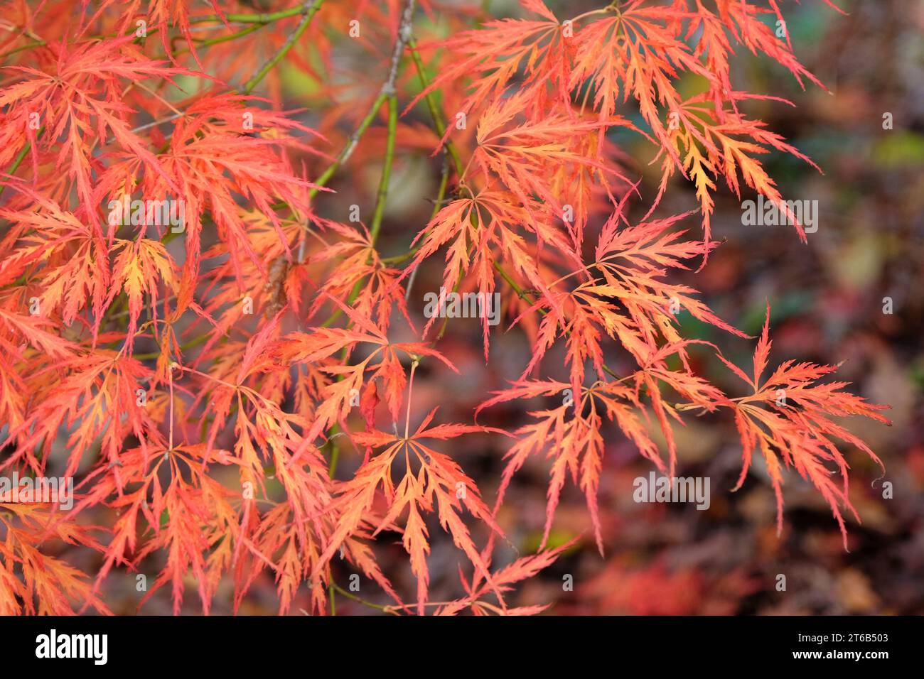 The red and orange dissected leaves of the Acer palmatum Dissectum ...