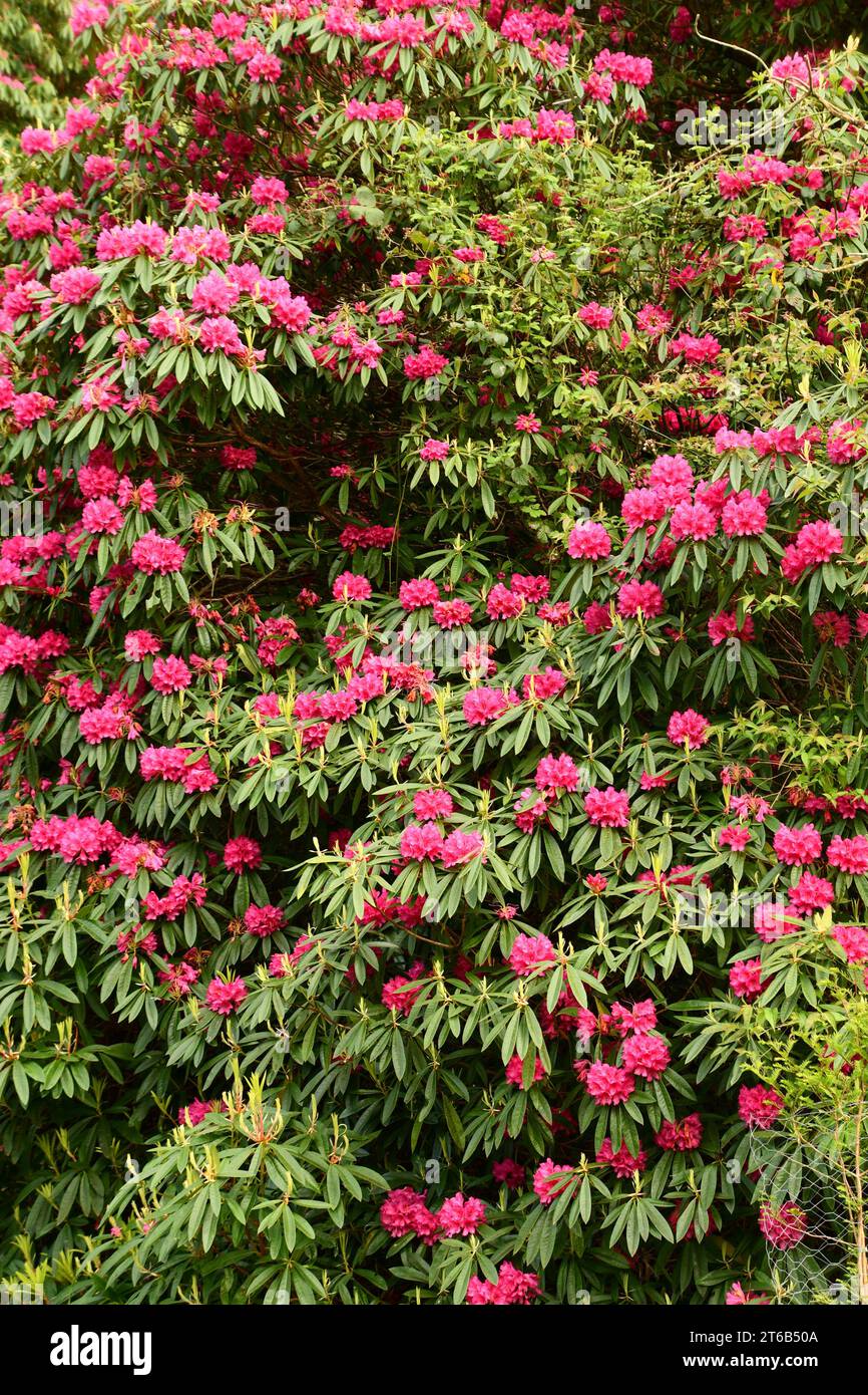 Rhododendron tree flower in the Woodstock Gardens and Arboretum Stock ...