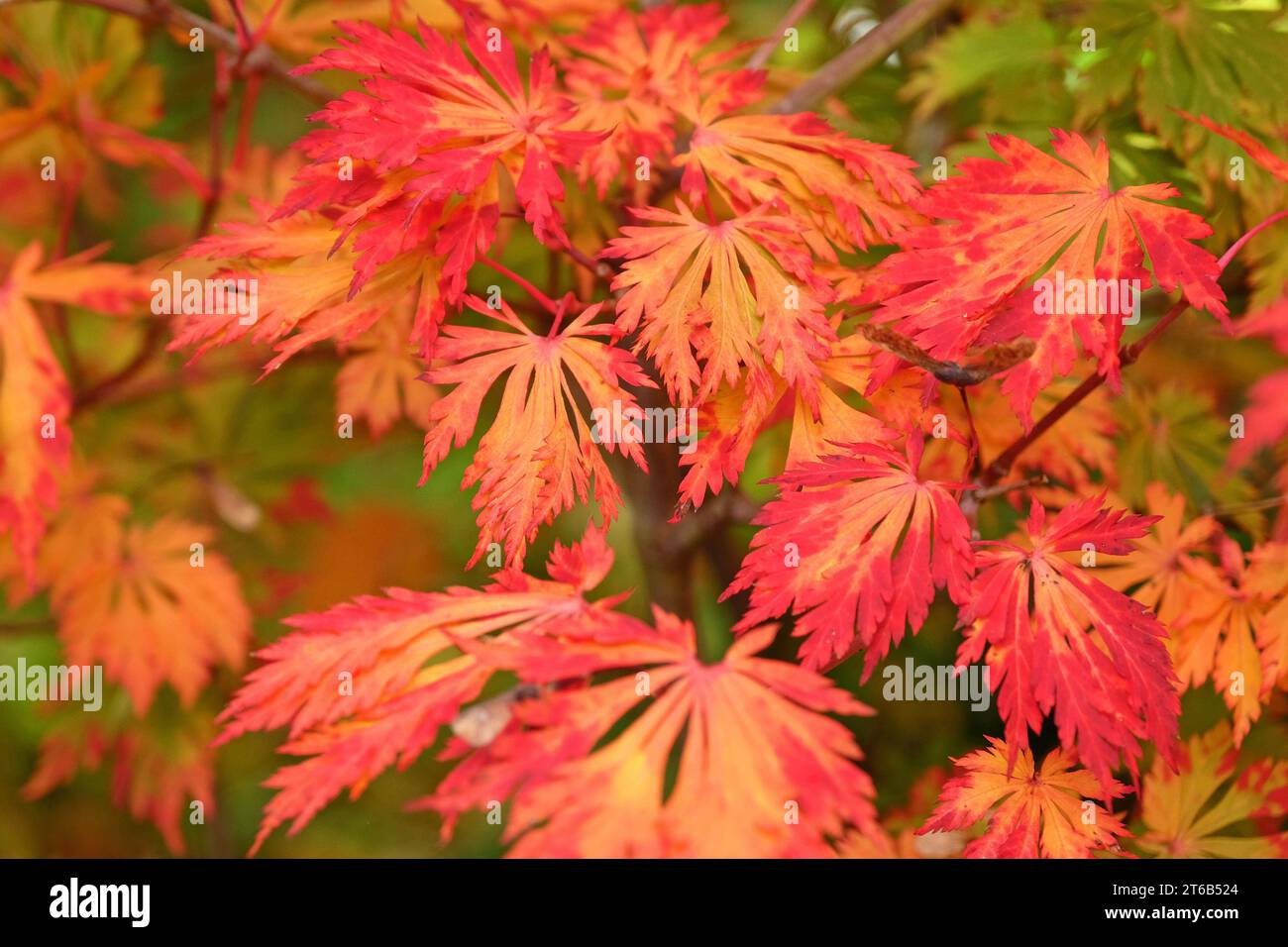 Red and orange fall leaves of the Acer japonicum 'AconitifoliumÕ, also ...
