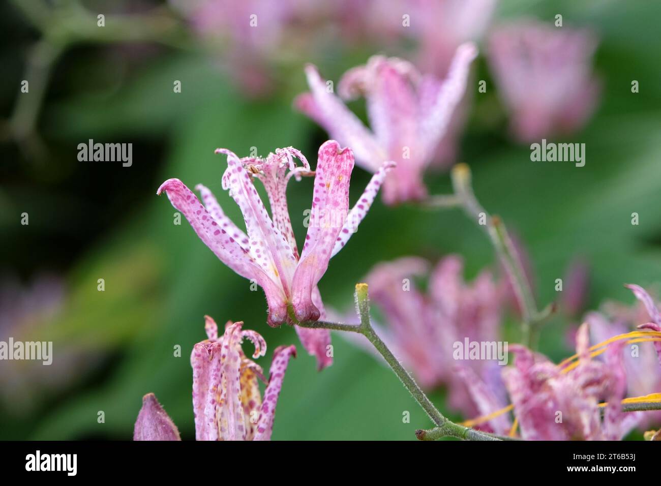 Purple and white speckled Tricyrtis hirta, the Japanese toad lily or ...