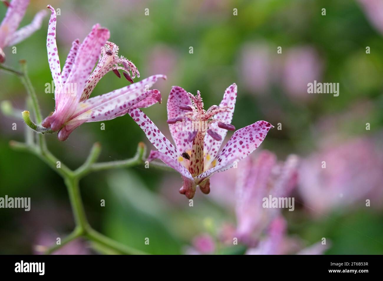 Purple and white speckled Tricyrtis hirta, the Japanese toad lily or ...