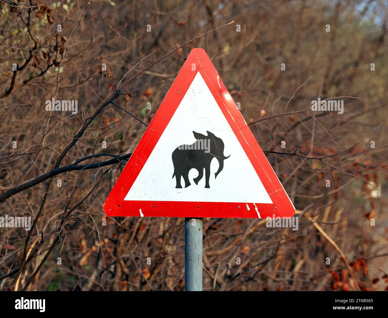 Elephant danger hi-res stock photography and images - Alamy