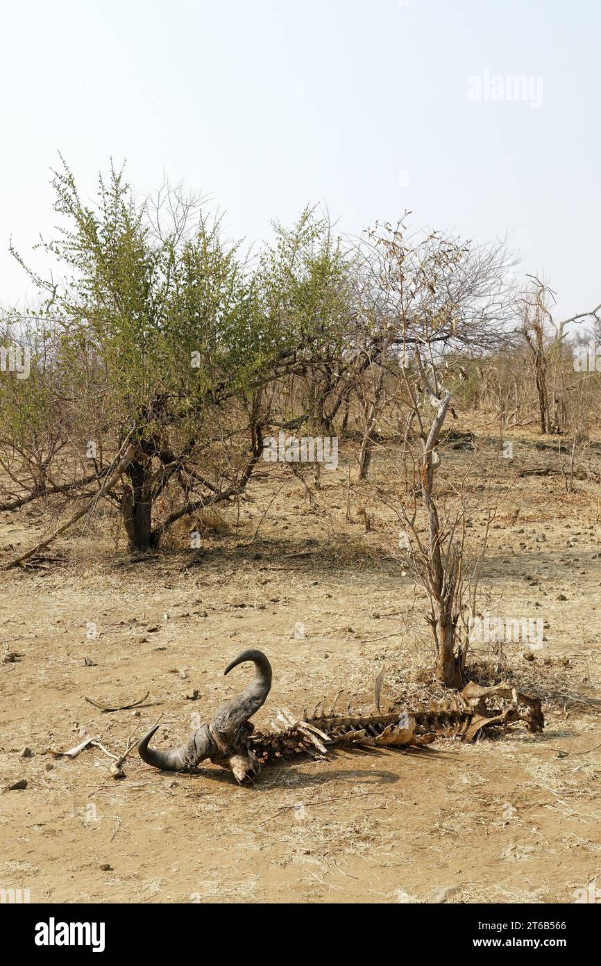 Buffalo skeleton hi-res stock photography and images - Alamy