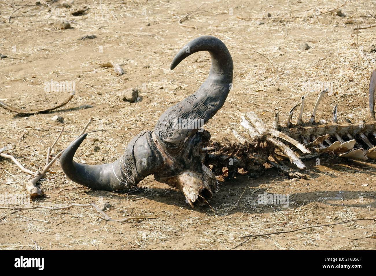 Buffalo skeleton, Syncerus caffer, Zambezi National Park, Zimbabwe ...