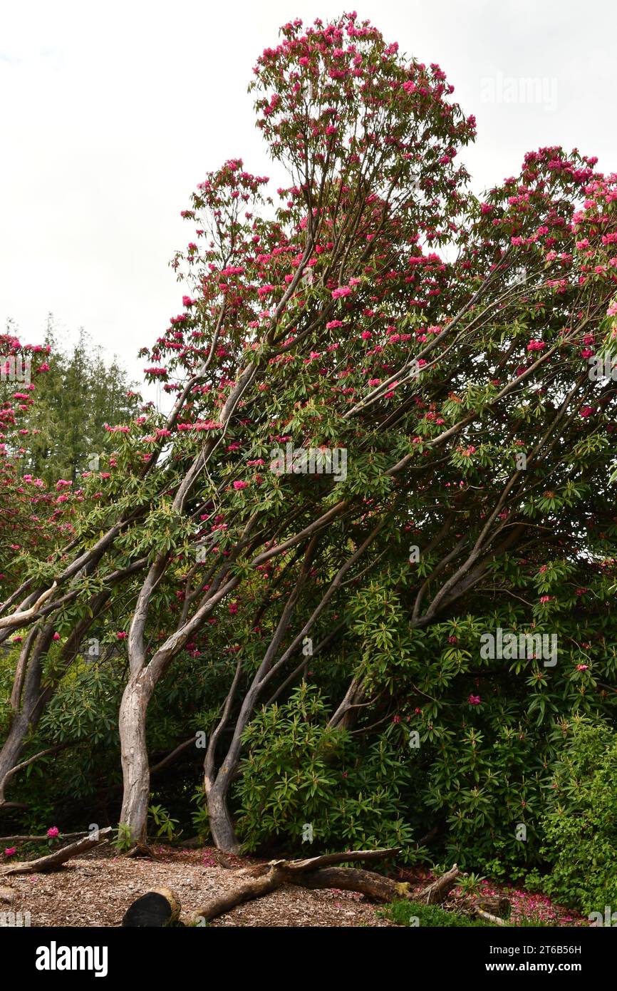 Rhododendron tree flower in the Woodstock Gardens and Arboretum Stock ...