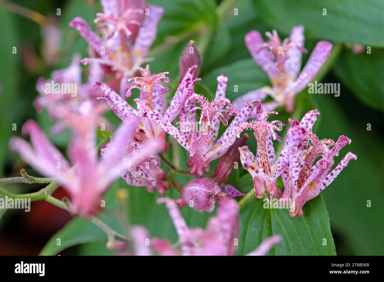 Purple and white speckled Tricyrtis hirta, the Japanese toad lily or ...