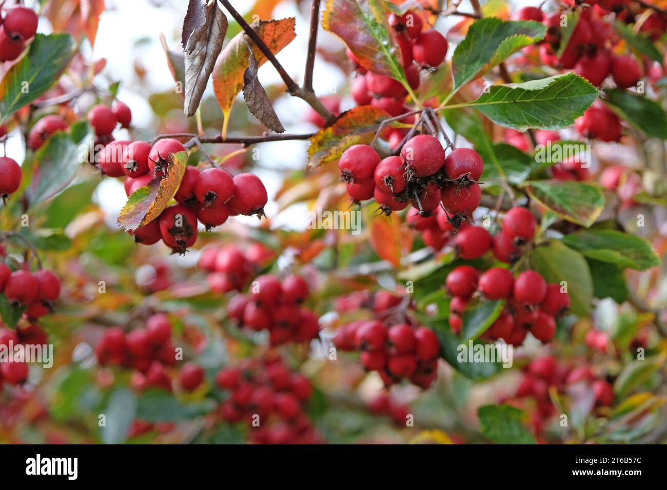The red berries of the Cocksure Hawthorn during the autumn Stock Photo ...