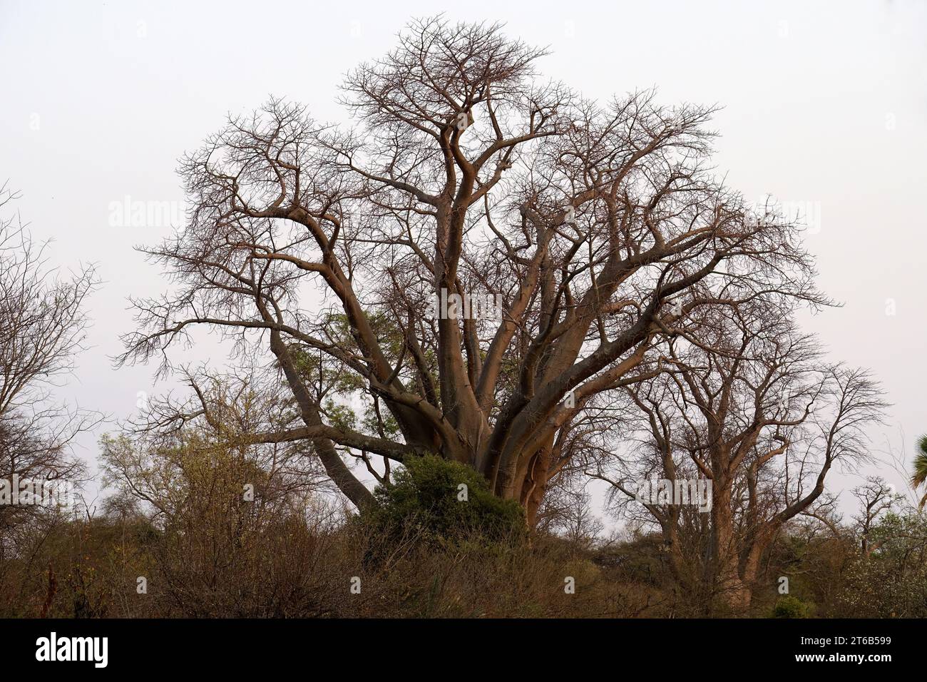 African baobab, Afrikanischer Baobab, Baobab africain, Adansonia ...