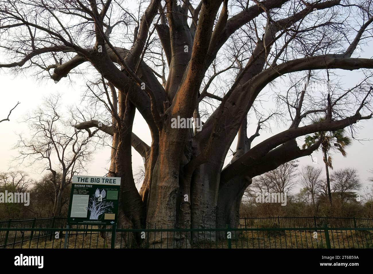 African Baobab Afrikanischer Baobab Baobab Africain Adansonia