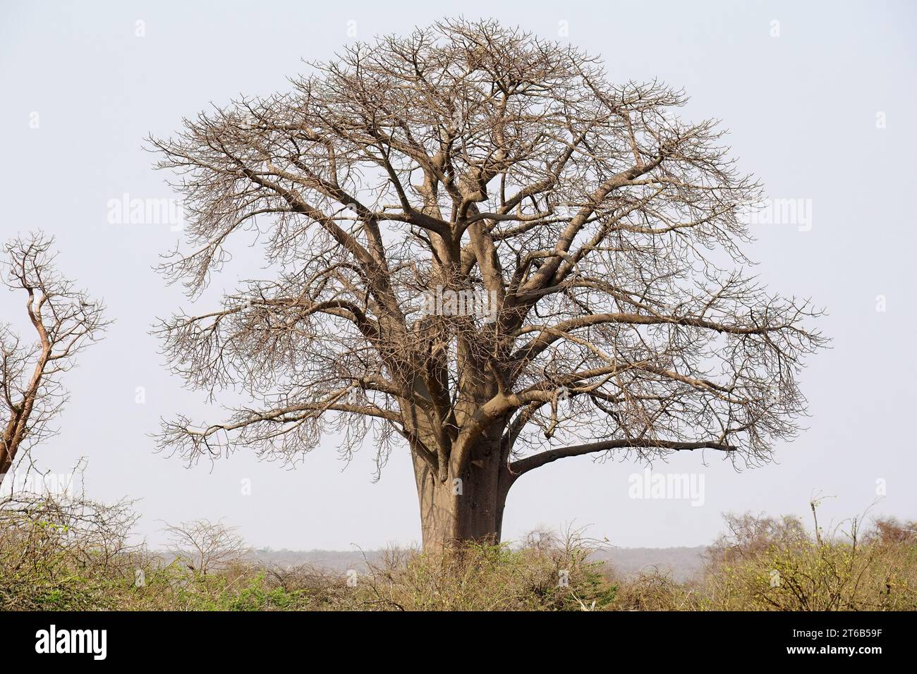 African baobab, Afrikanischer Baobab, Baobab africain, Adansonia ...
