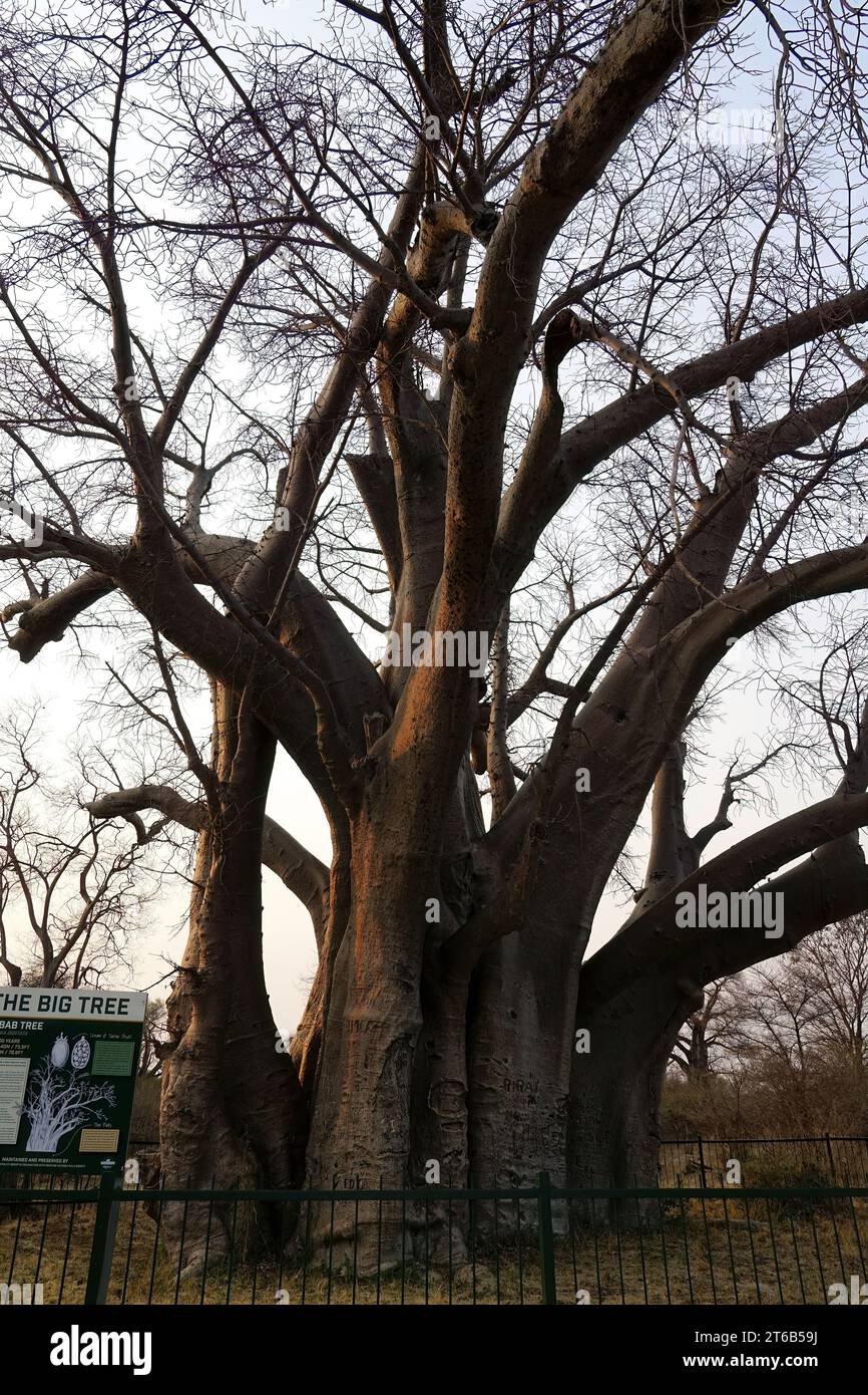 Baobab tree zimbabwe hi-res stock photography and images - Alamy