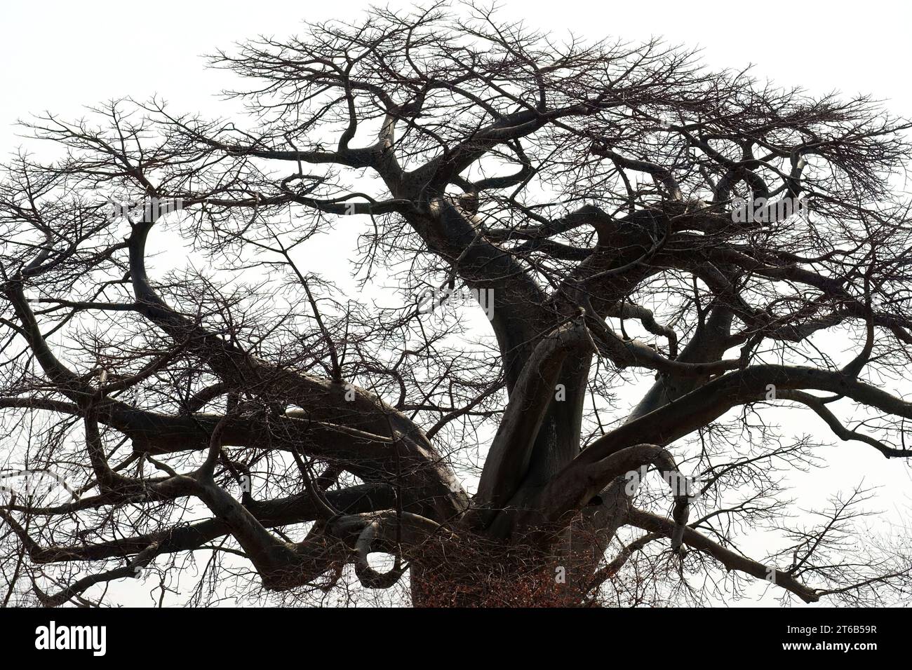 African Baobab Afrikanischer Baobab Baobab Africain Adansonia