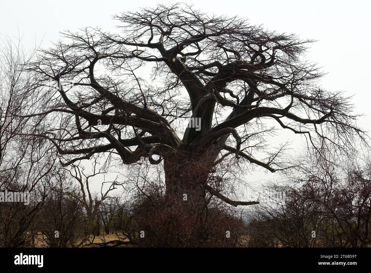 African Baobab Afrikanischer Baobab Baobab Africain Adansonia