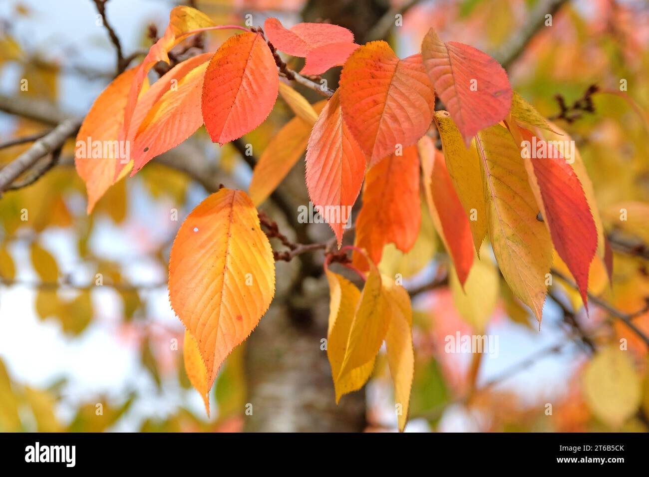 The orange and yellow autumn leaves of the Prunus yedoensis, also known ...