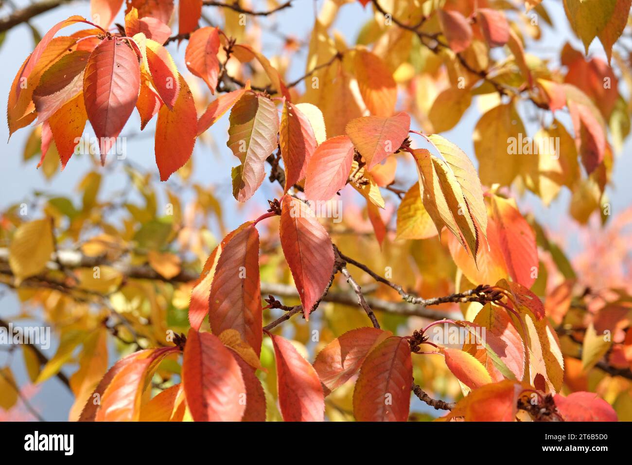 The orange and yellow autumn leaves of the Prunus yedoensis, also known ...