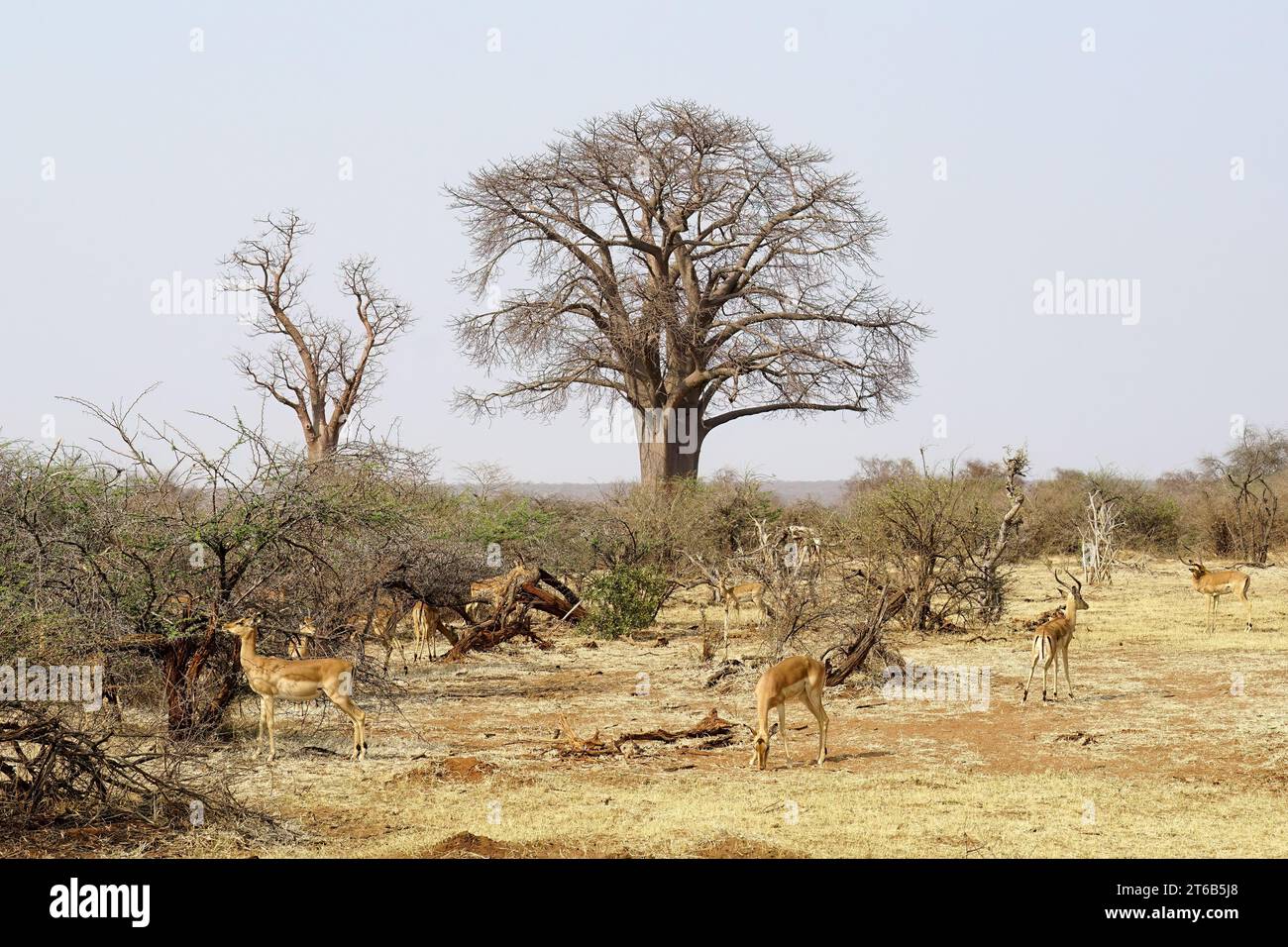 Zambezi National Park, Zimbabwe, Africa Stock Photo - Alamy
