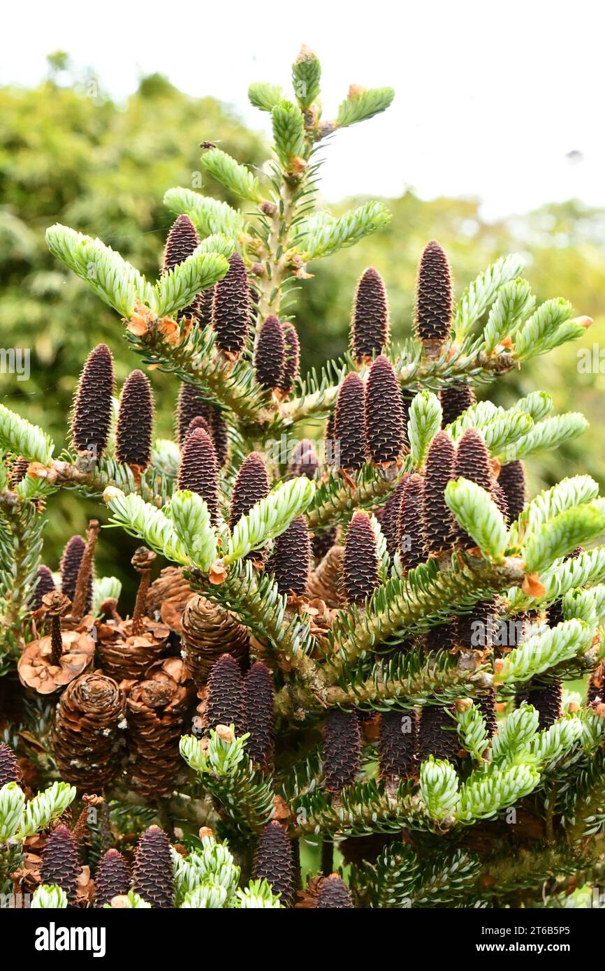Korean fir tree, Woodstock Gardens and Arboretum Stock Photo - Alamy