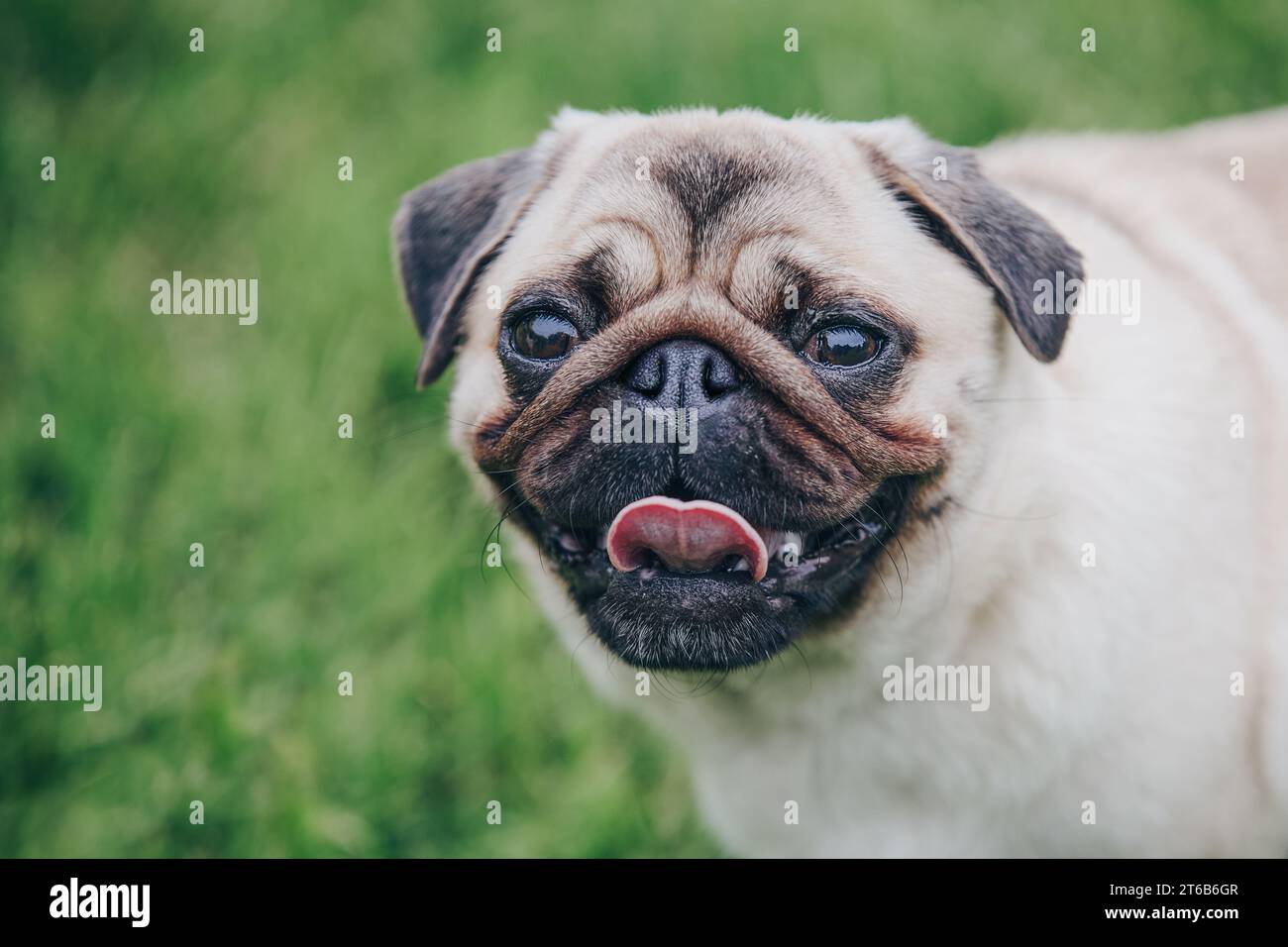 Cute pug dog portrait on green grass background Stock Photo - Alamy