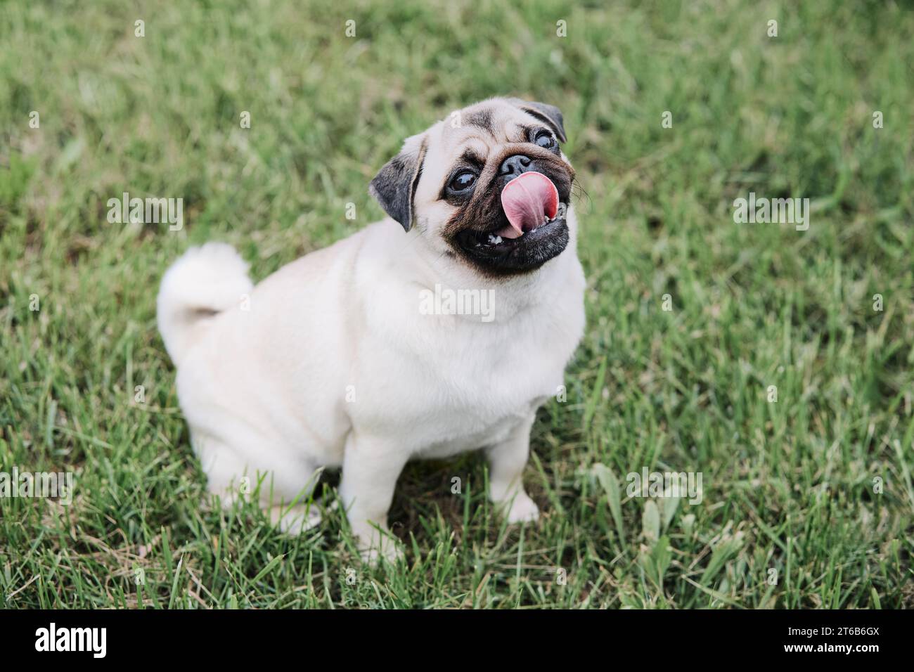 Cute pug dog sitting on green grass background Stock Photo - Alamy