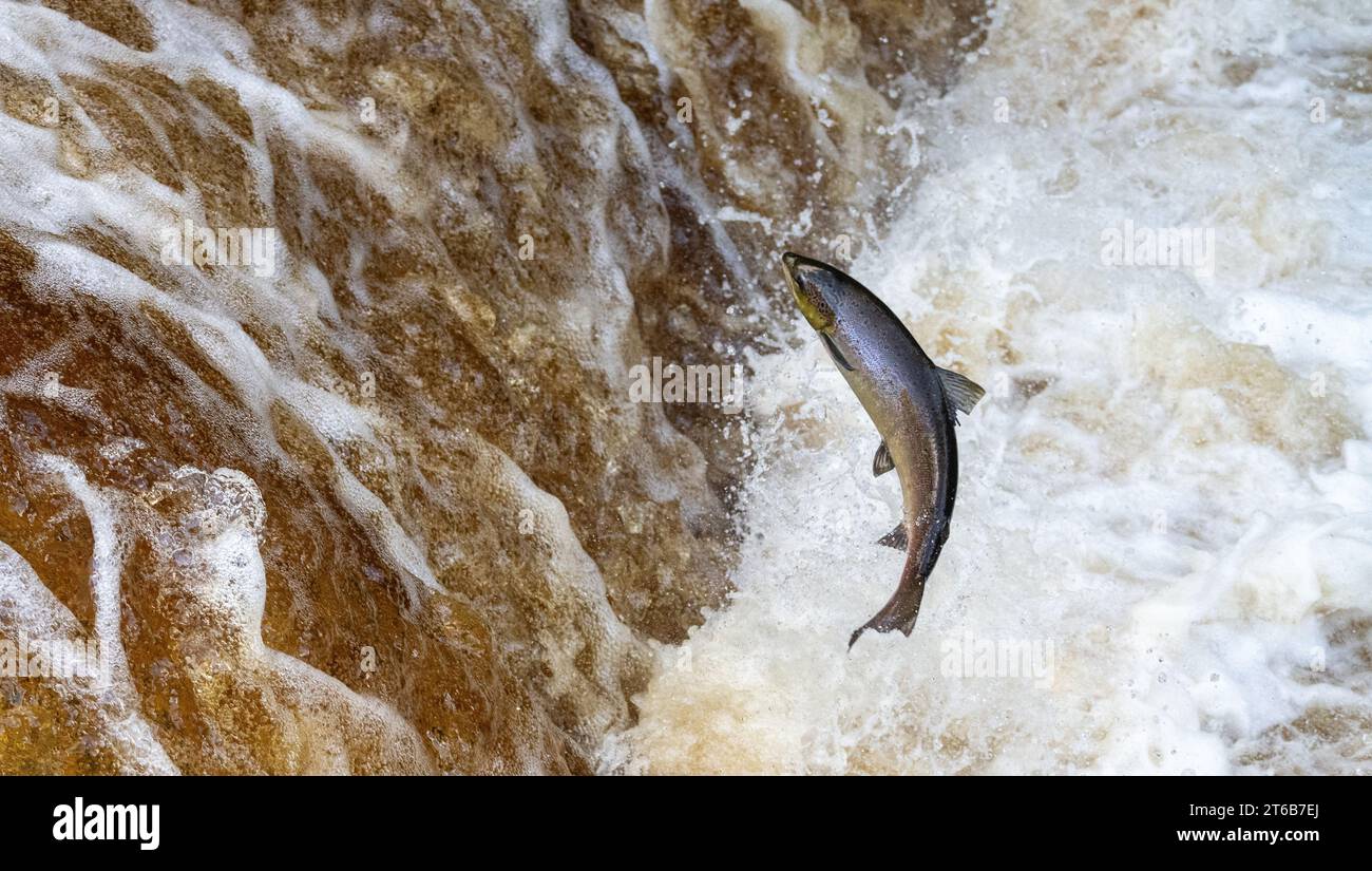 Atlantic Salmon (Salmo salar) jumping up Stainton Foss, a waterfall on ...