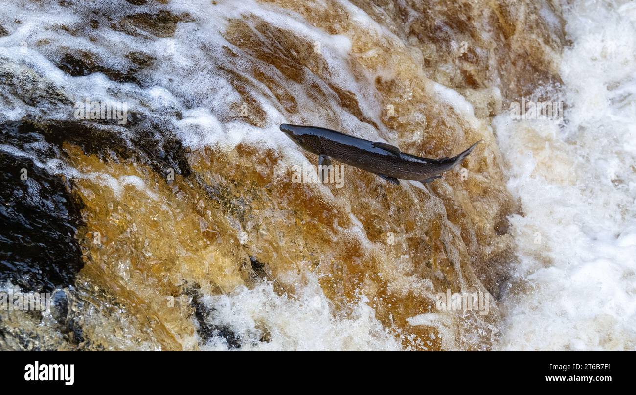 Atlantic Salmon (Salmo salar) jumping up Stainton Foss, a waterfall on ...