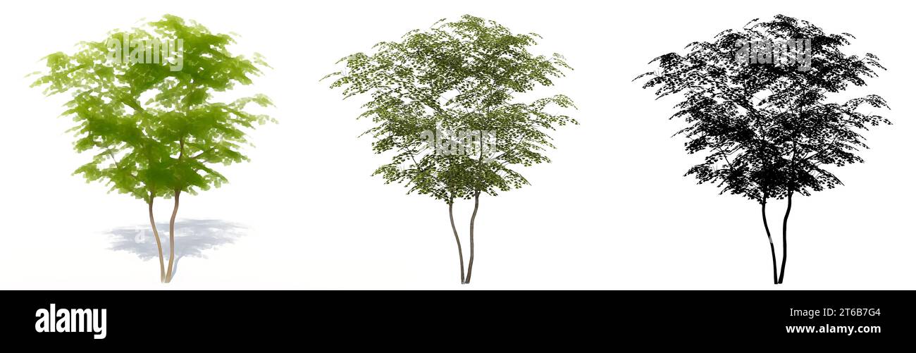 Set or collection of Field Maple trees, painted, natural and as a black ...