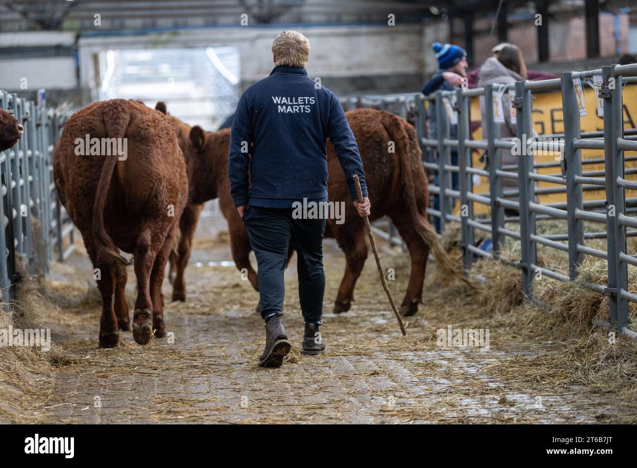 Cattle market castle douglas hi-res stock photography and images - Alamy