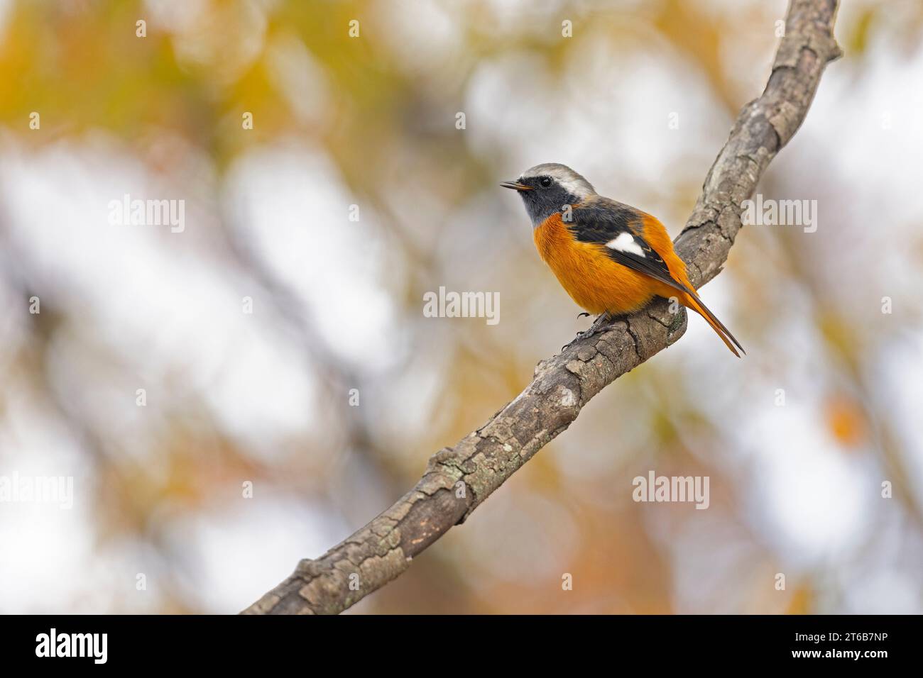 Daurian redstart (Phoenicurus auroreus) perched on a tree branch Stock ...
