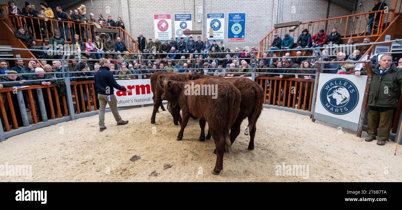 Pedigree Salers beef cattle sale at Castle Douglas, Scotland Stock ...
