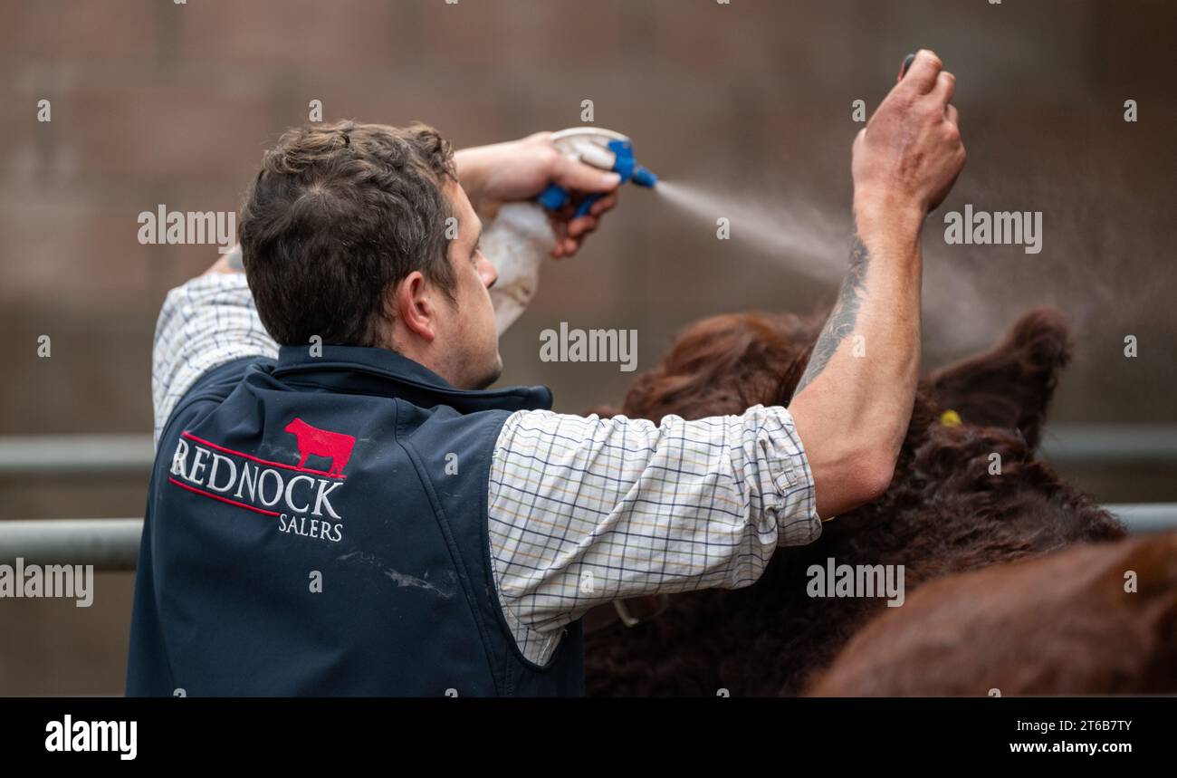 Castle douglas farmers market hi-res stock photography and images - Alamy