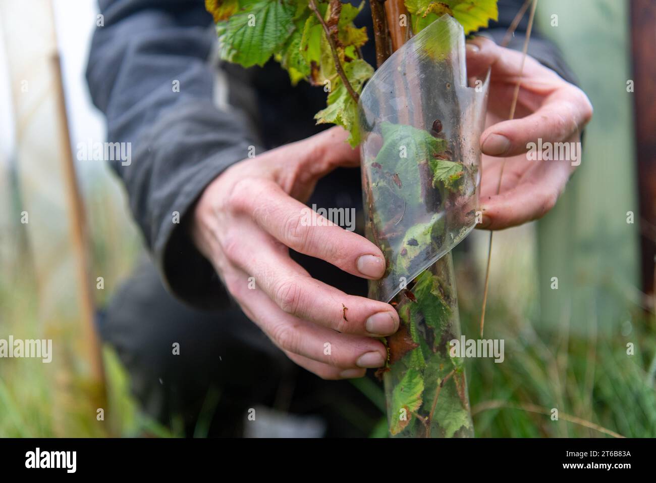 Hands planting british tree hi-res stock photography and images - Alamy