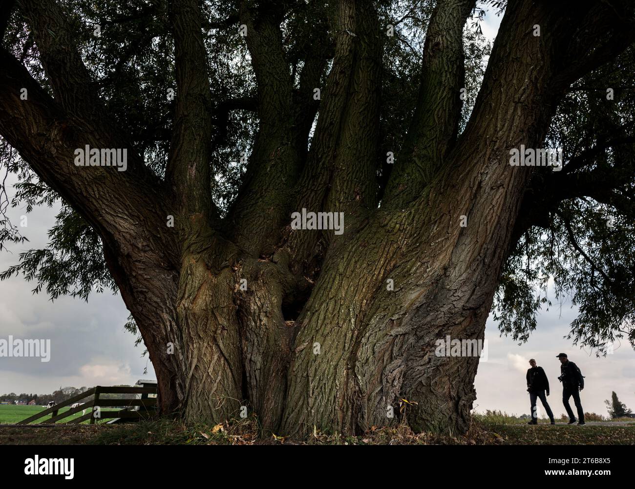 Wide tree trunk hi-res stock photography and images - Alamy