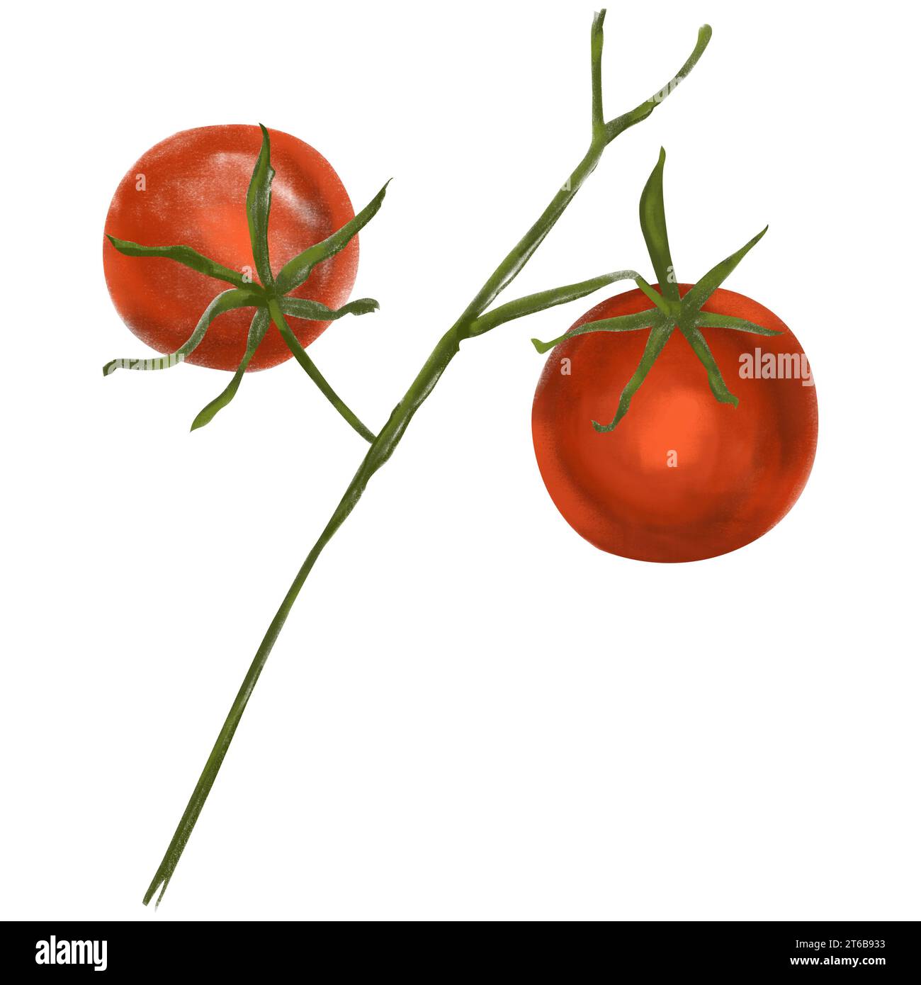 Watercolor cherry tomato branch isolated on white background. Botanical ...