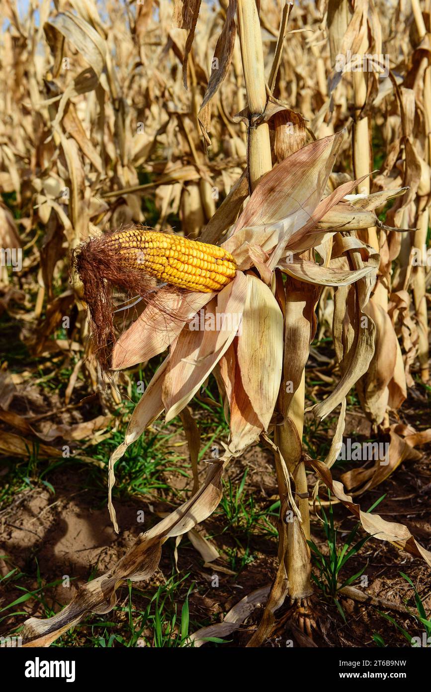 Corn cob growing on plant ready to harvest, Argentine Countryside ...