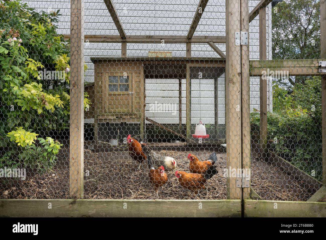 Chicken coop with different breeds of chickens Stock Photo - Alamy