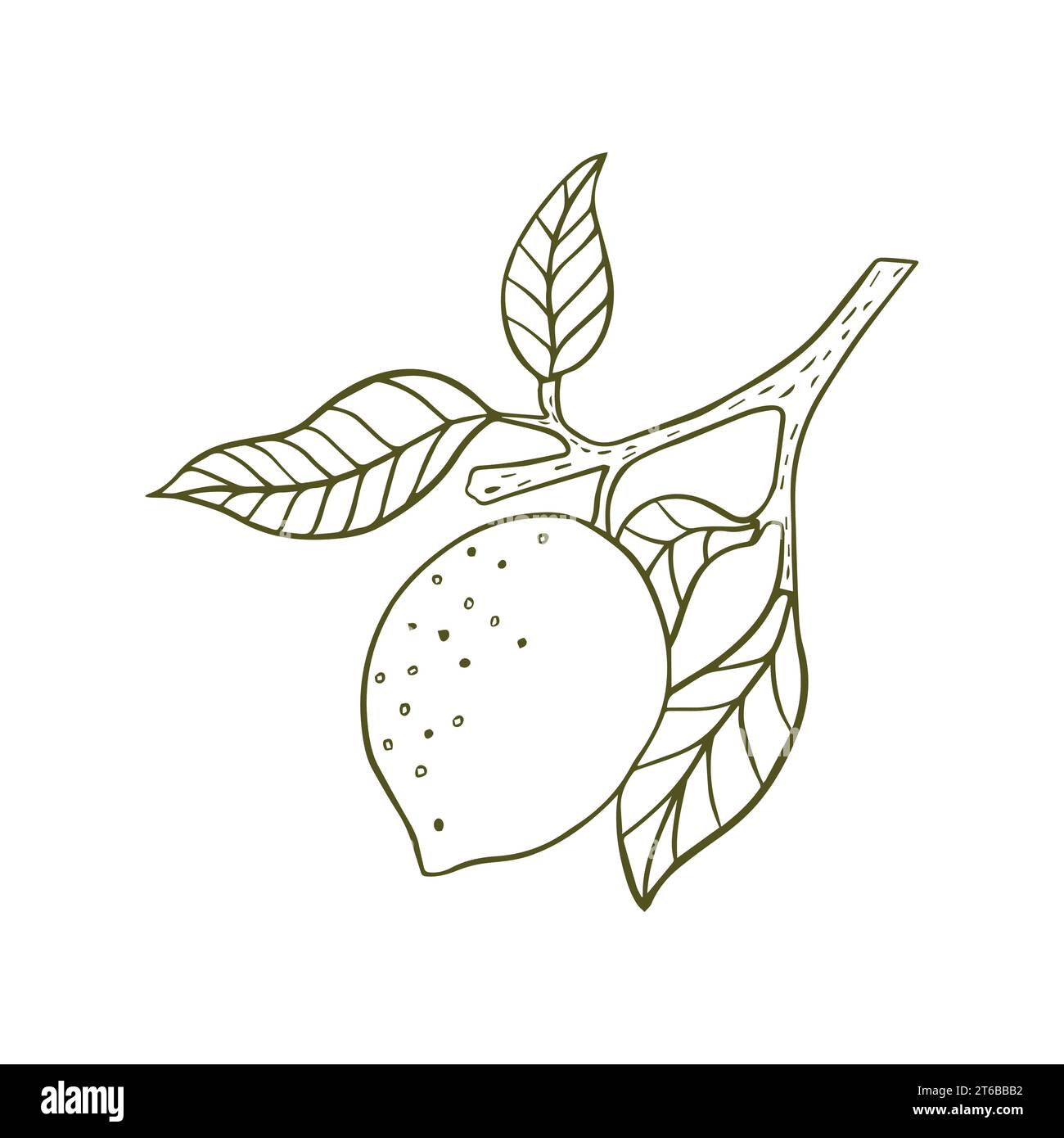 Growing citrus fruit Stock Vector Images - Alamy Growing citrus fruit Stock Vector Images - Alamy