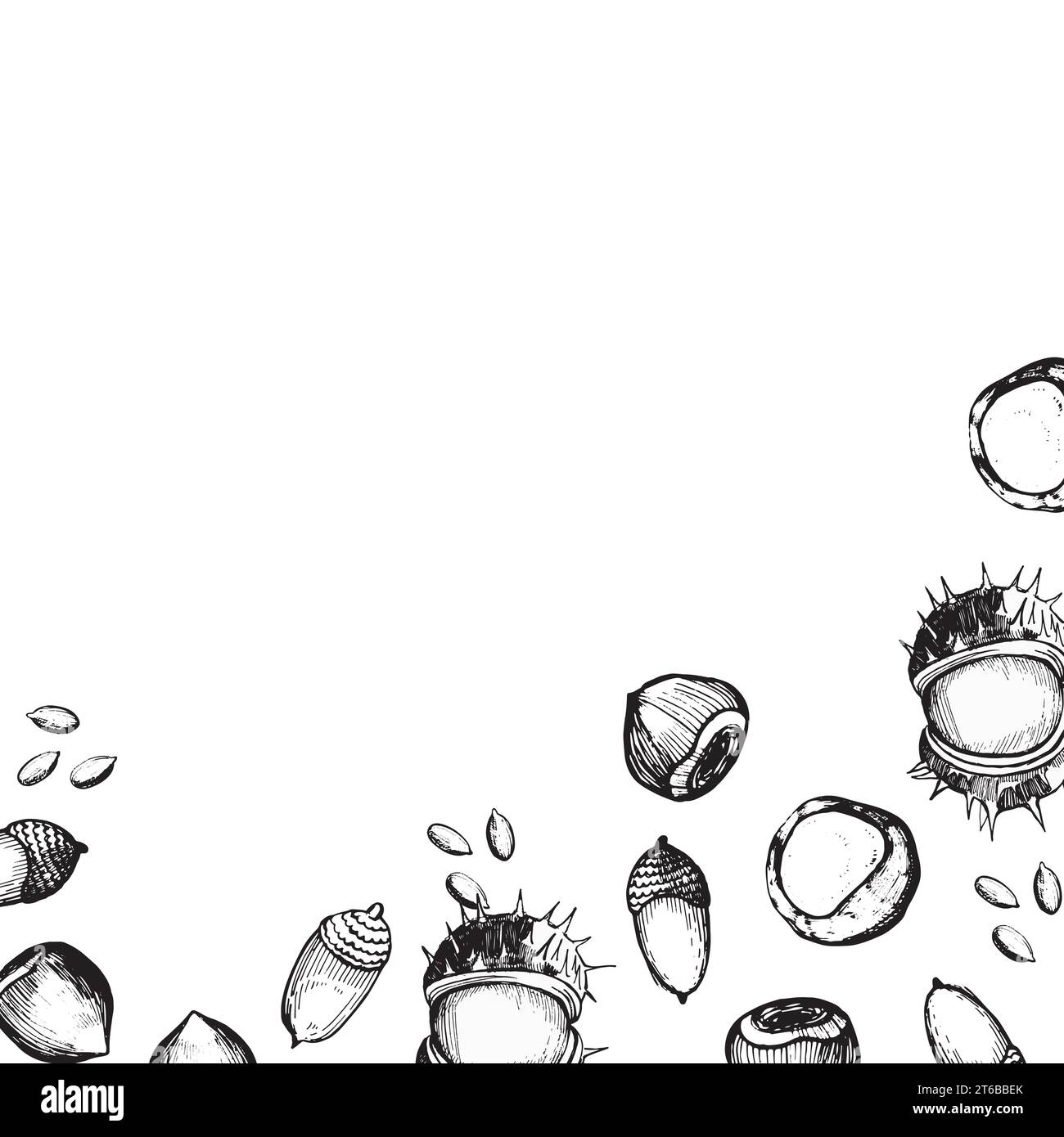 Square composition drawn in vector. Hazelnuts, chestnuts, acorns, pine nuts, drawn in vector in ...