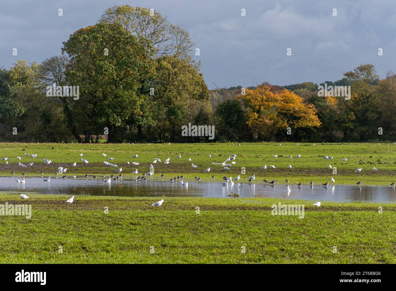 Wildlife including lapwings and gulls at Heather Farm greenspace, part ...