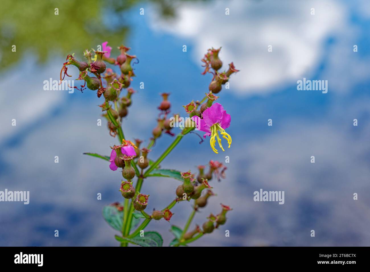 A bright pink flower of a Rhexia know as a Virginia meadow beauty ...