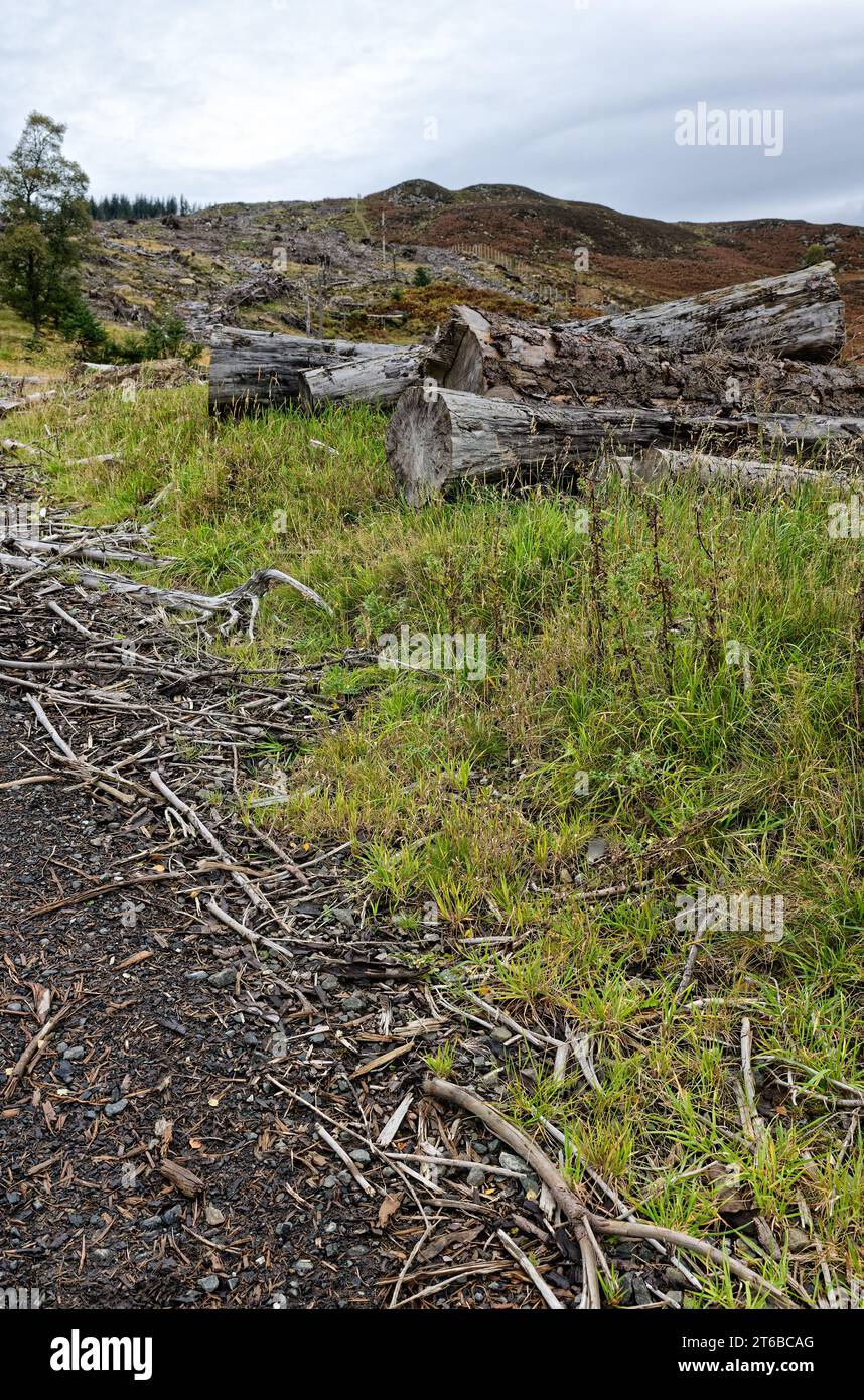 Felled and cut trees forest clearance in the Cairngorms, Aberdeenshire ...