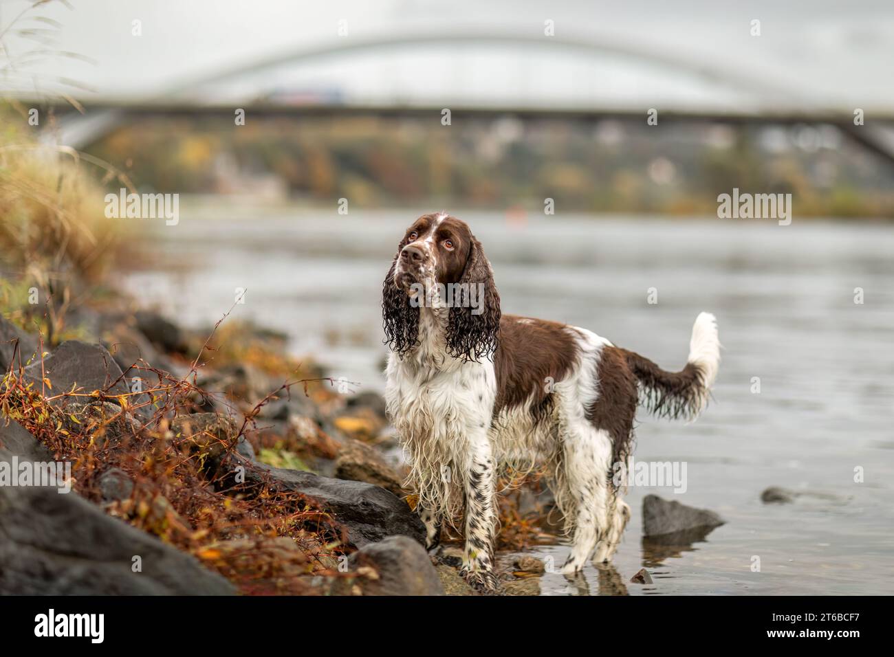 An old english cocker spaniel dog in autumn at a river outdoors, dog ...