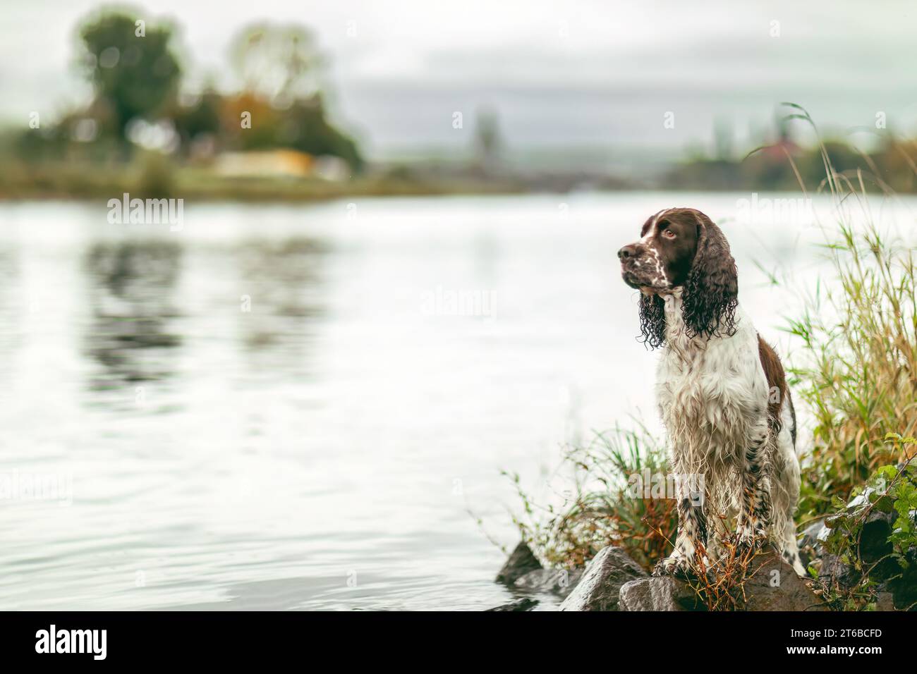An old english cocker spaniel dog in autumn at a river outdoors, dog ...