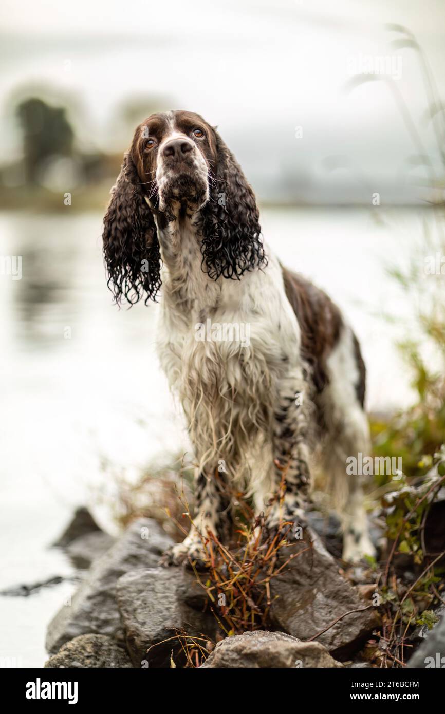 An old english cocker spaniel dog in autumn at a river outdoors, dog ...
