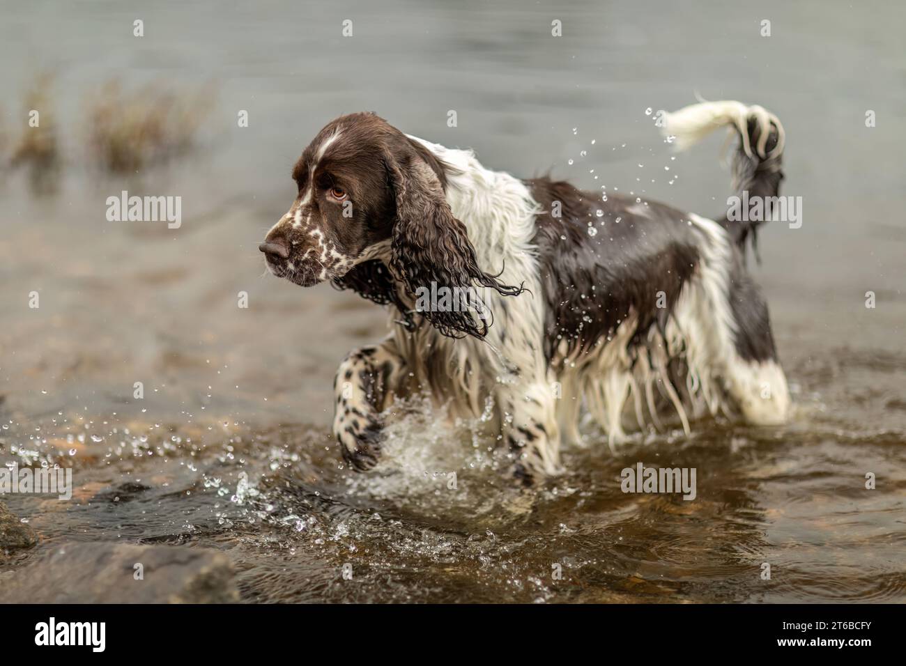An old english cocker spaniel dog in autumn at a river outdoors, dog ...