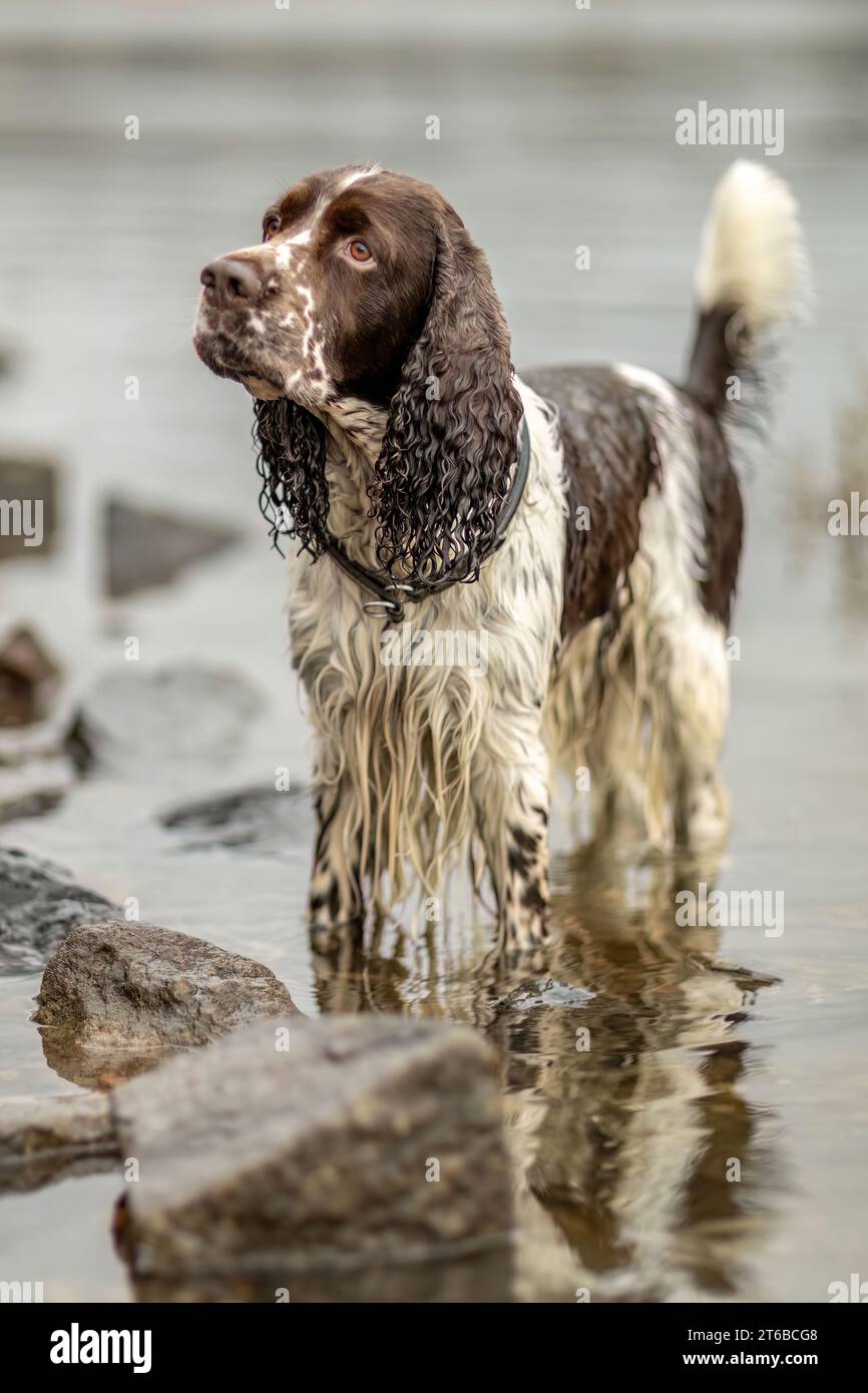 An old english cocker spaniel dog in autumn at a river outdoors, dog ...