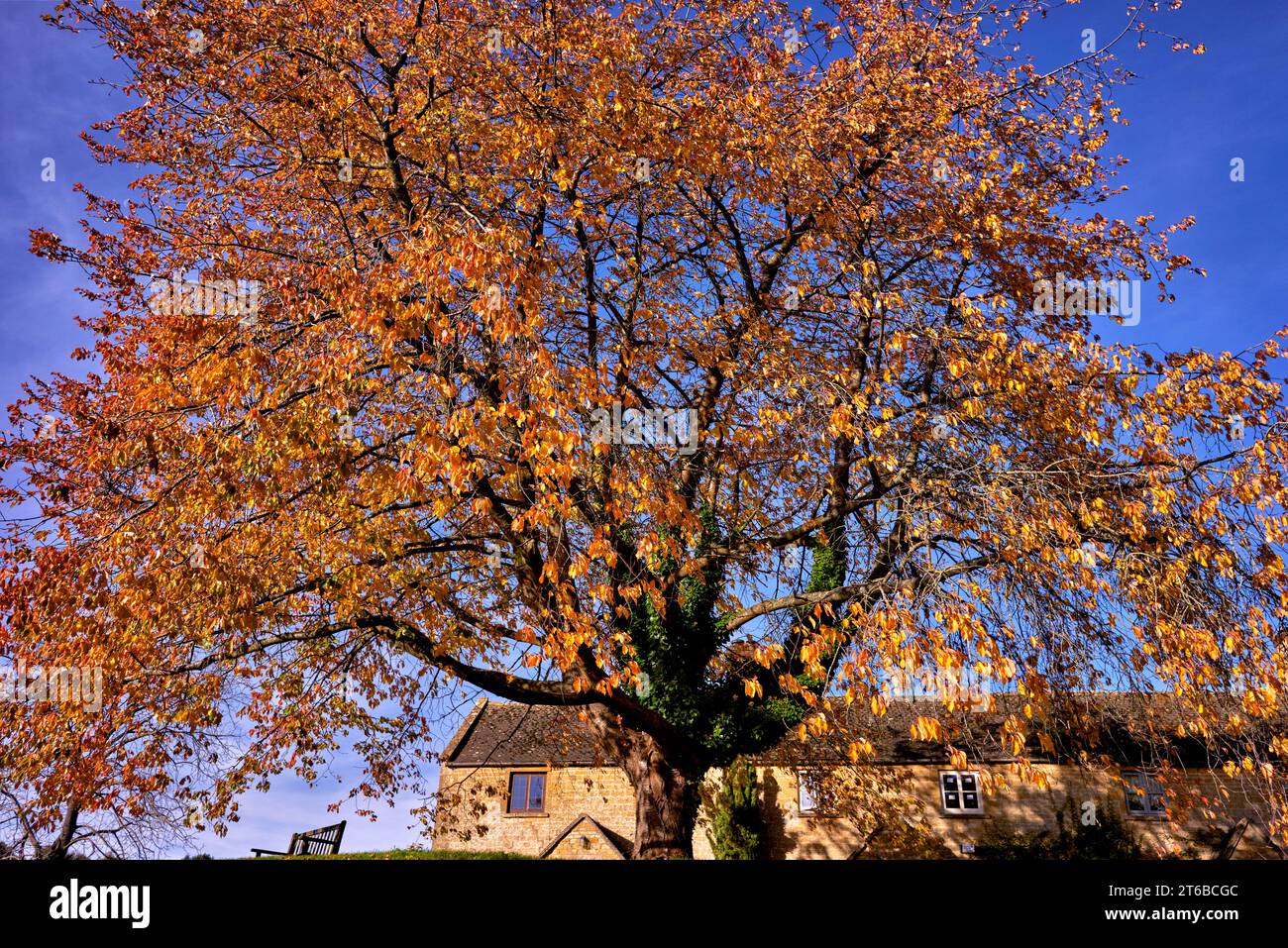 Autumn Beech tree with golden leaves. Fagus sylvatica, England, UK ...